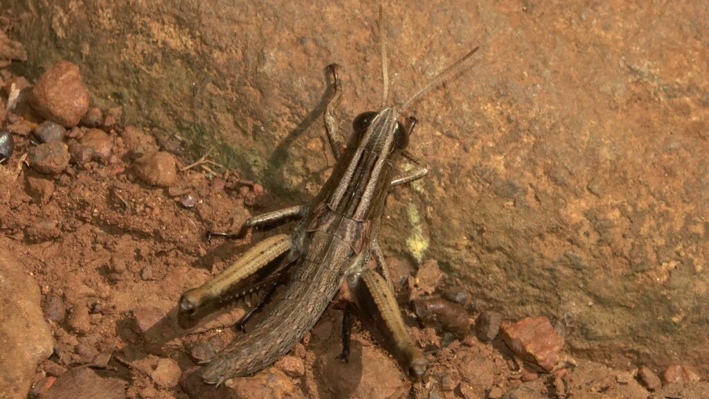 Choroedocus from Goregaon, Mumbai, Maharashtra, India on June 16, 2024 ...