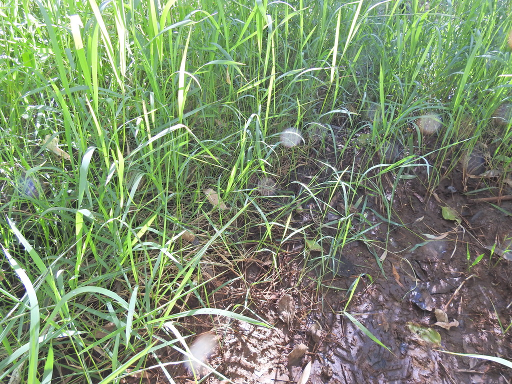 Native rice grass from Yengarie QLD 4650, Australia on June 19, 2024 at ...