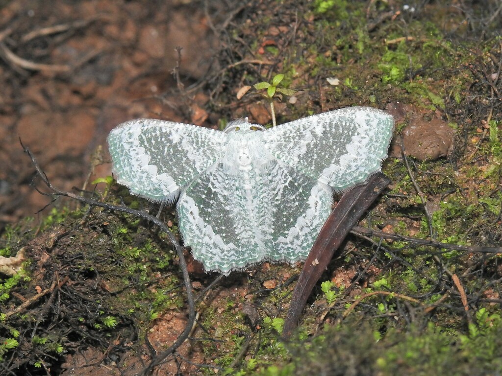Bizarre Looper Moth from Yengarie QLD 4650, Australia on June 19, 2024 ...