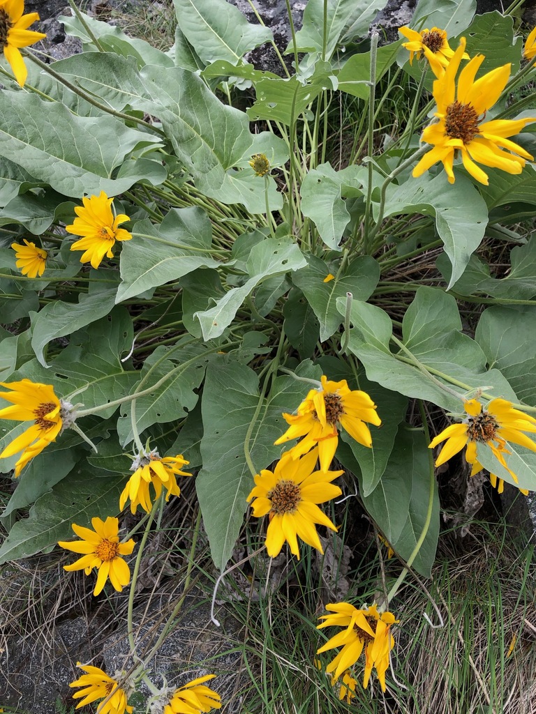 arrowleaf balsamroot (Balsamorhiza sagittata) - Botanical Realm