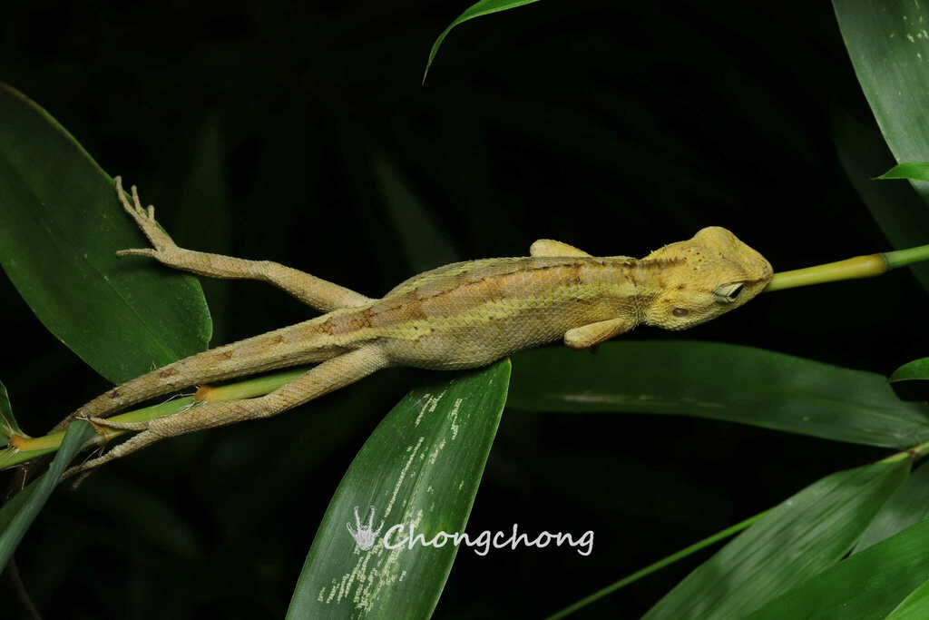 Calotes wangi from 中国海南省昌江黎族自治县349W+JGJ 邮政编码: 572701 on June 5, 2024 at ...