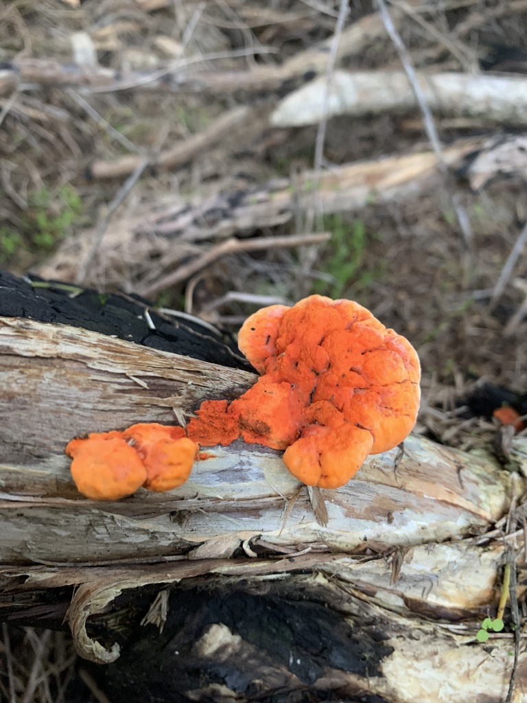Southern Cinnabar Polypore from Yanchep National Park, Yanchep, WA, AU ...