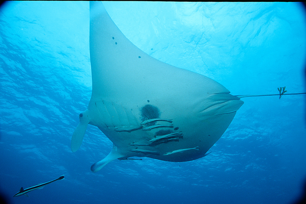 Reef Manta Ray from North Stradbroke on March 10, 2003 by Malcolm ...