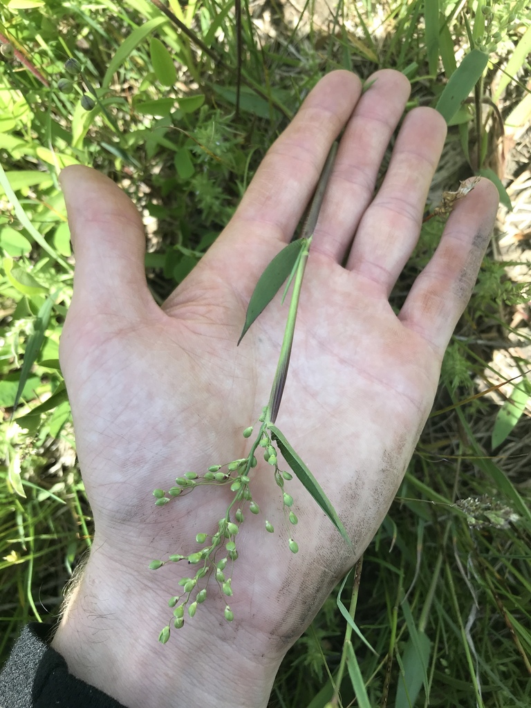 Scribner's Panicgrass from 66502, Manhattan, KS, US on May 22, 2019 at ...