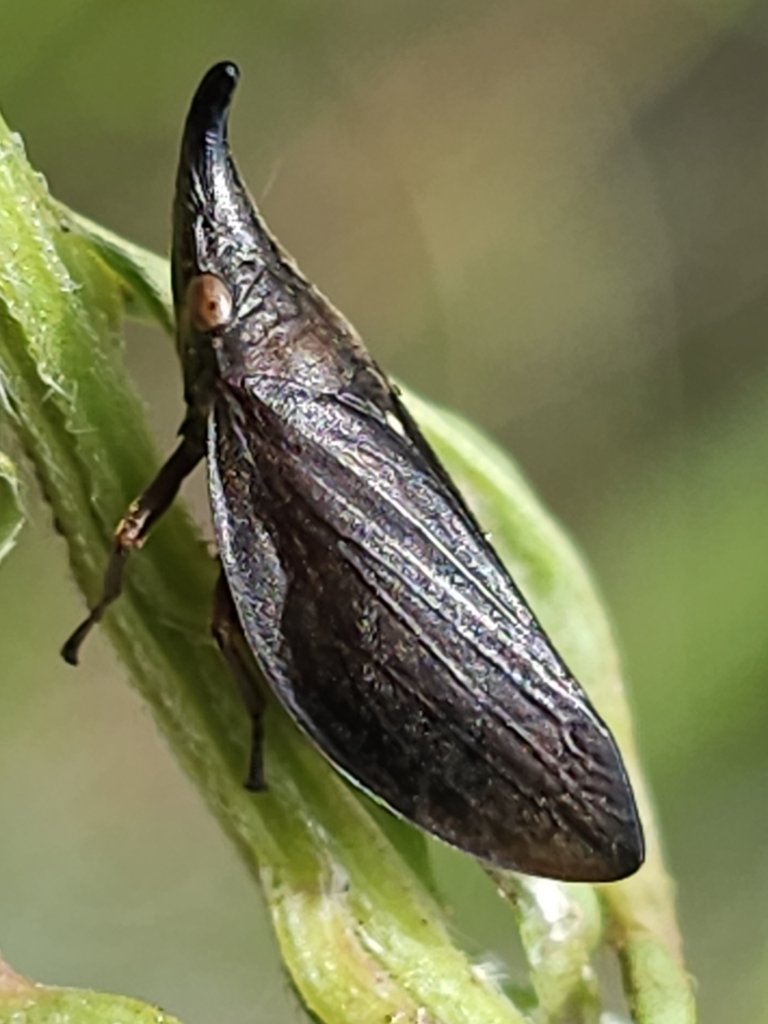 Philagra albinotata from Rokkosancho, Nada Ward, Kobe, Hyogo 657-0101 ...