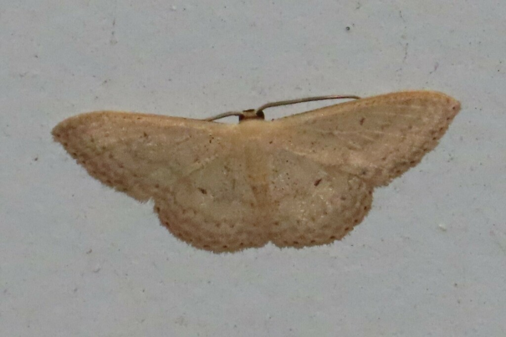 Varied Wave Moth from Coomba Park NSW 2428, Australia on June 19, 2024 ...