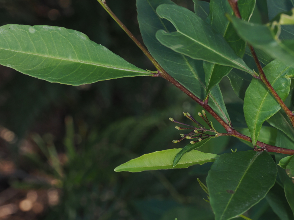 Common Hop Bush from Myall Lakes National Park NSW 2423, Australia on ...