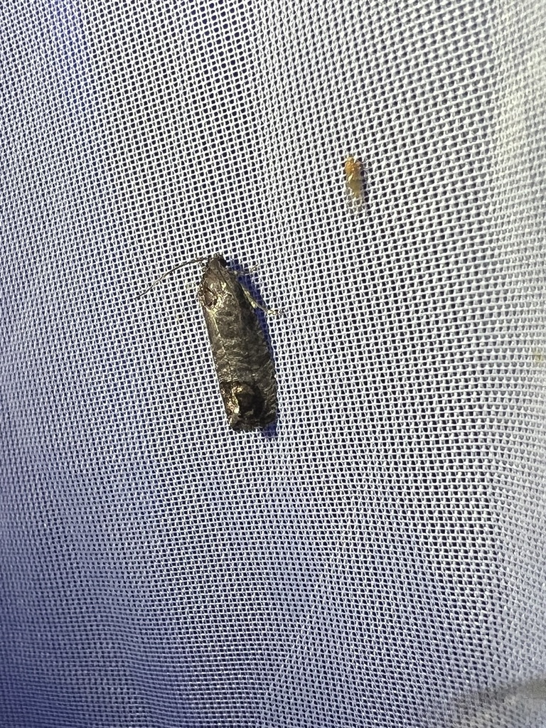 Codling Moth from Langenbruck, Kanton Basel-Landschaft, CH on June 18 ...