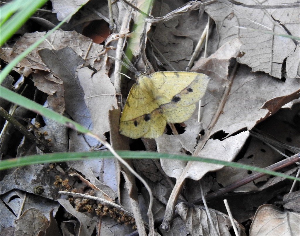 Geometer Moths from Tarrant, Texas, United States on May 22, 2019 at 08 ...