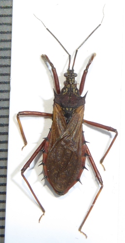 Alvilla australis · iNaturalist