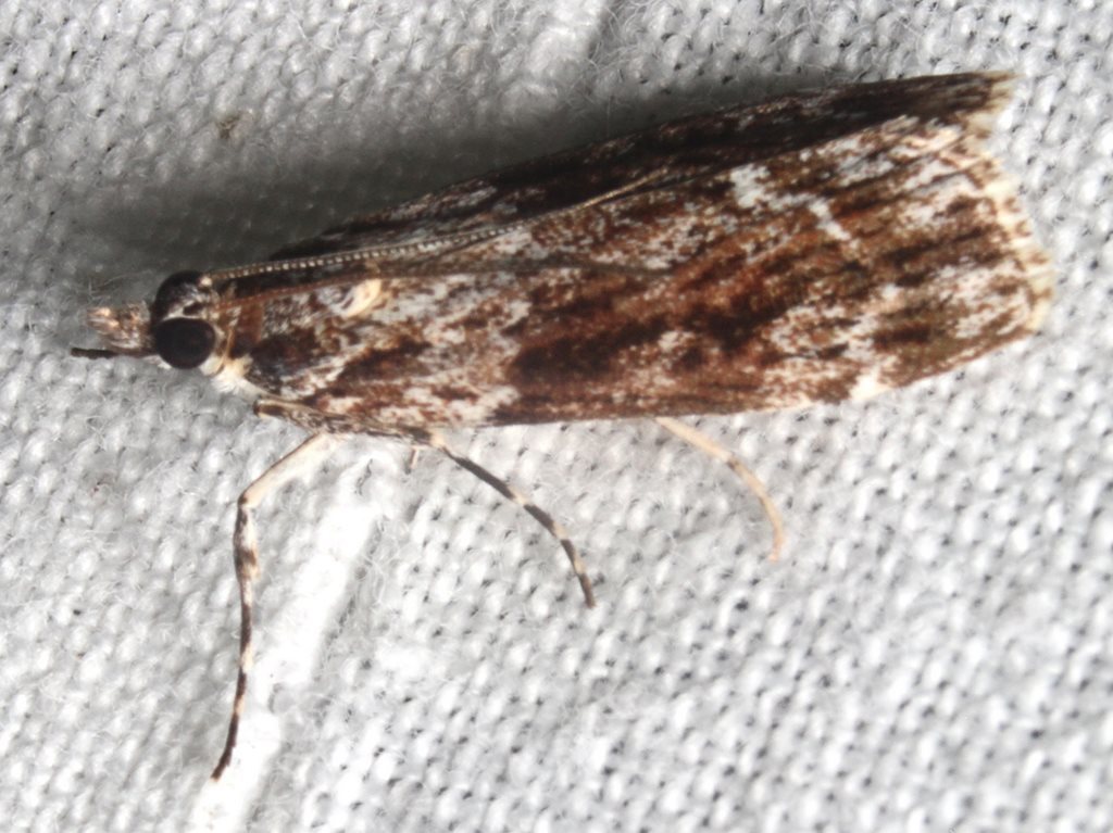 Scoparia from Morwell National Park, Blue Gum Hill Track Section G on ...