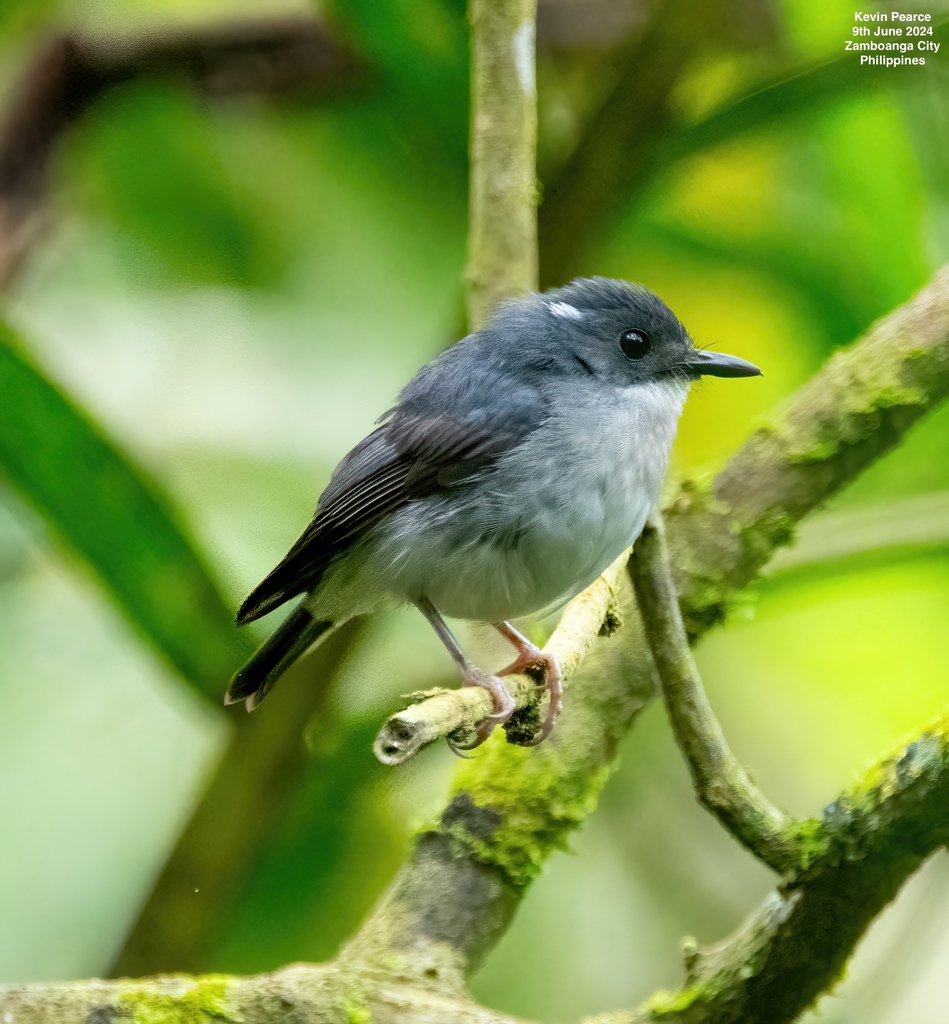 (Ficedula basilanica basilanica) - Avian Discovery