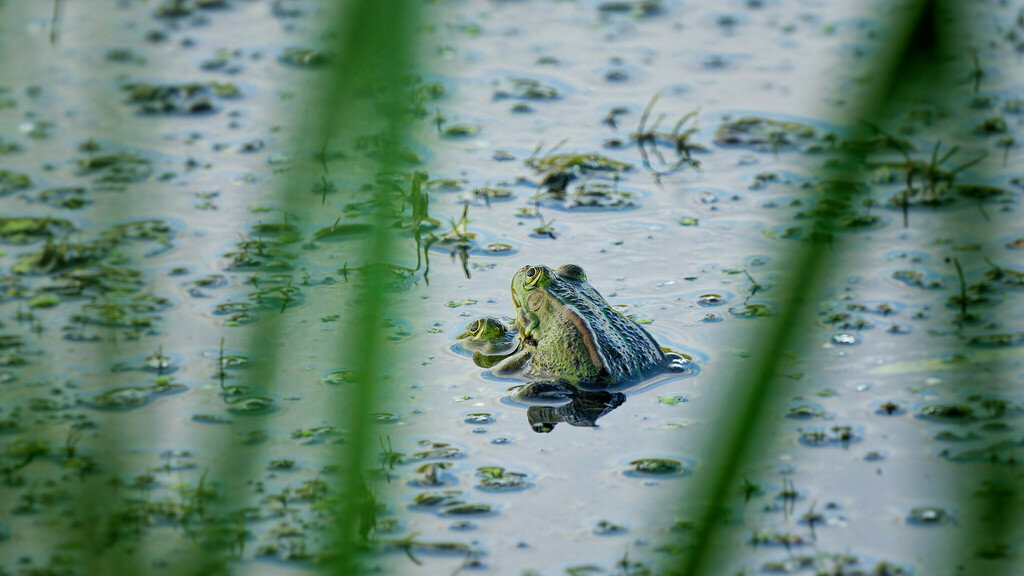 Edible Frog from Rådmansvången, Lund, Sweden on June 13, 2024 at 07:49 ...