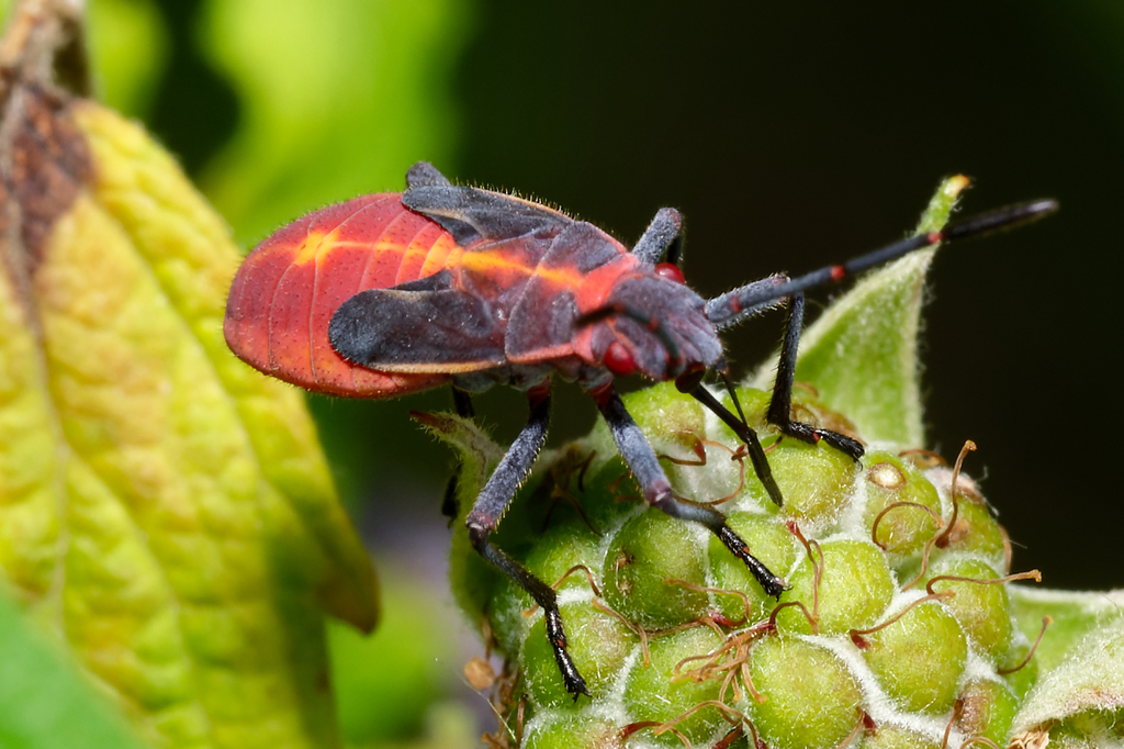 Eastern Boxelder Bug from Okemos, Meridian Charter Township, MI, USA on ...