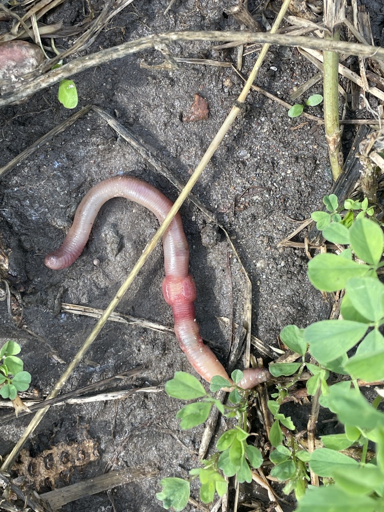 Common Earthworm from Owatonna, MN, US on June 18, 2024 at 09:55 AM by PaulS · iNaturalist