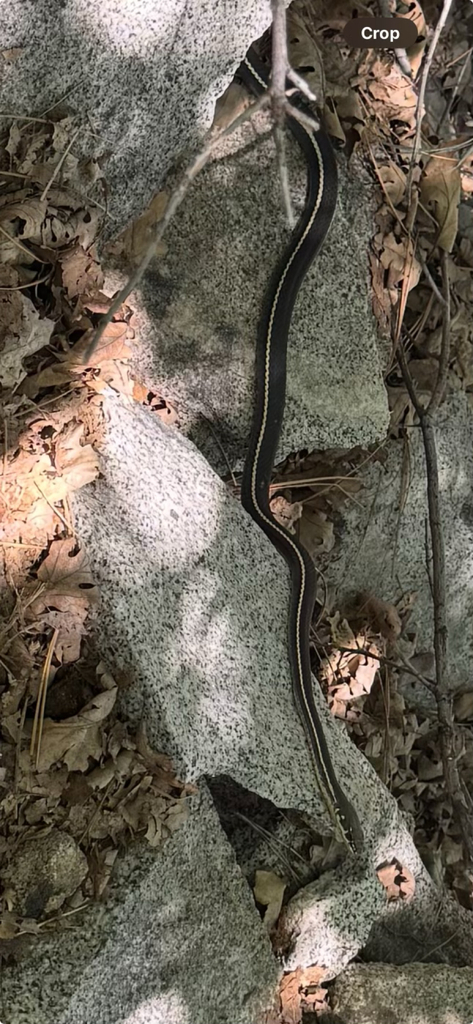 Striped Racer from Inyokern on June 18, 2024 at 08:57 AM by jspring45 ...