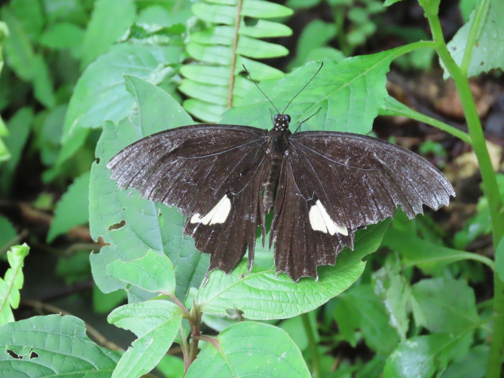 Black and White Helen from Malbasey Budang JHS on June 19, 2024 at 11: ...