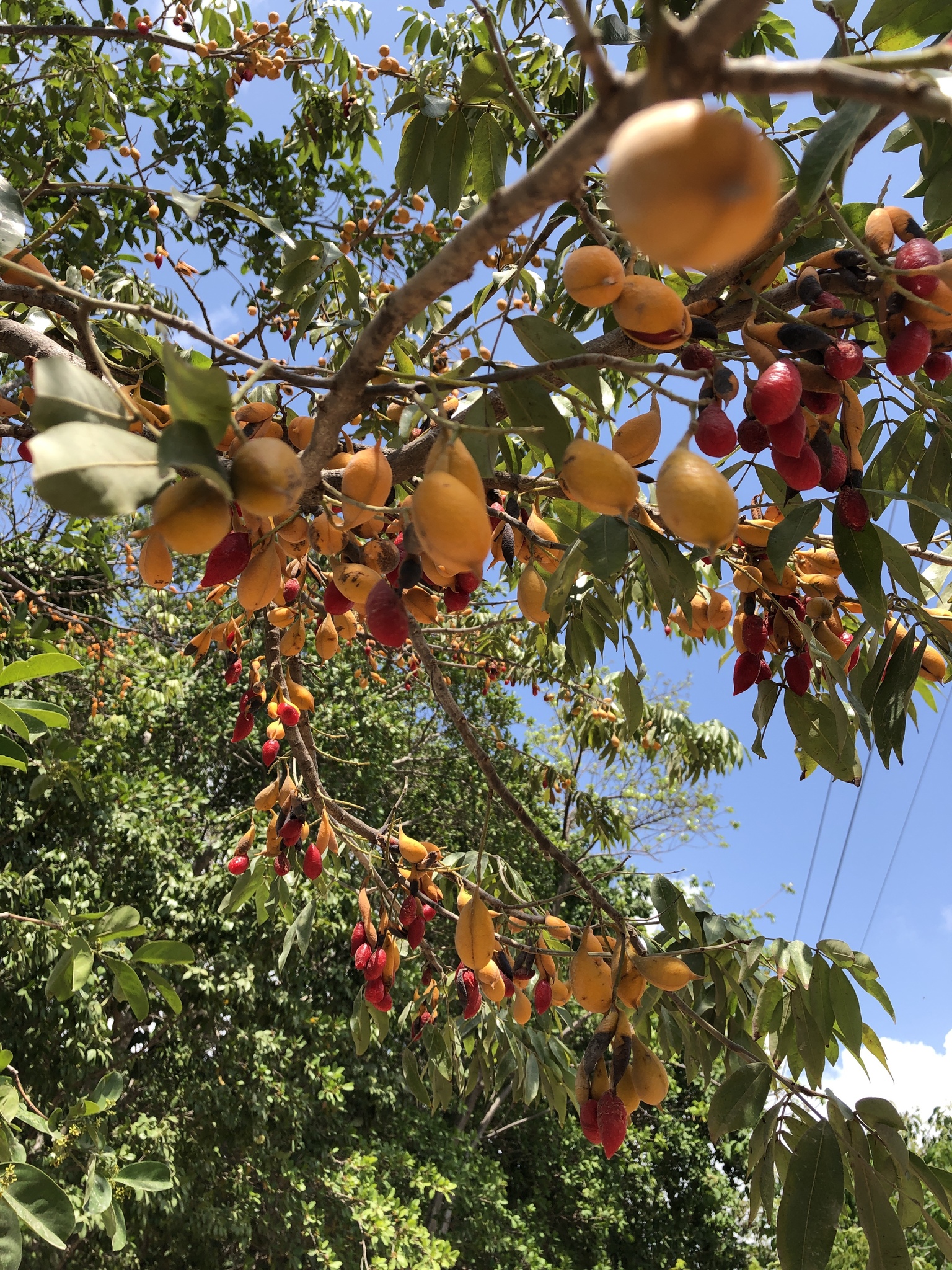 Swartzia cubensis (Britton & P.Wilson) Standl.