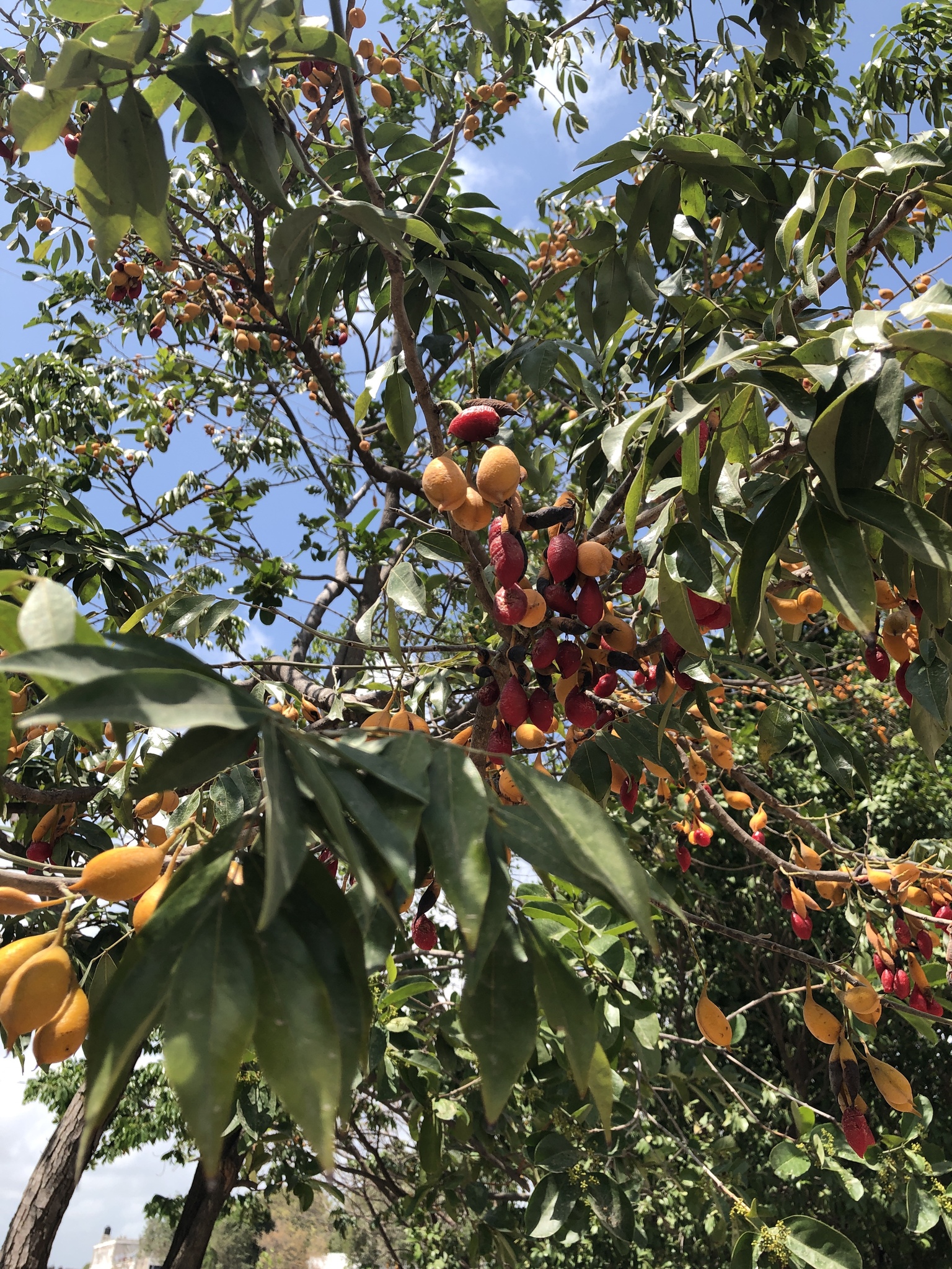 Swartzia cubensis (Britton & P.Wilson) Standl.
