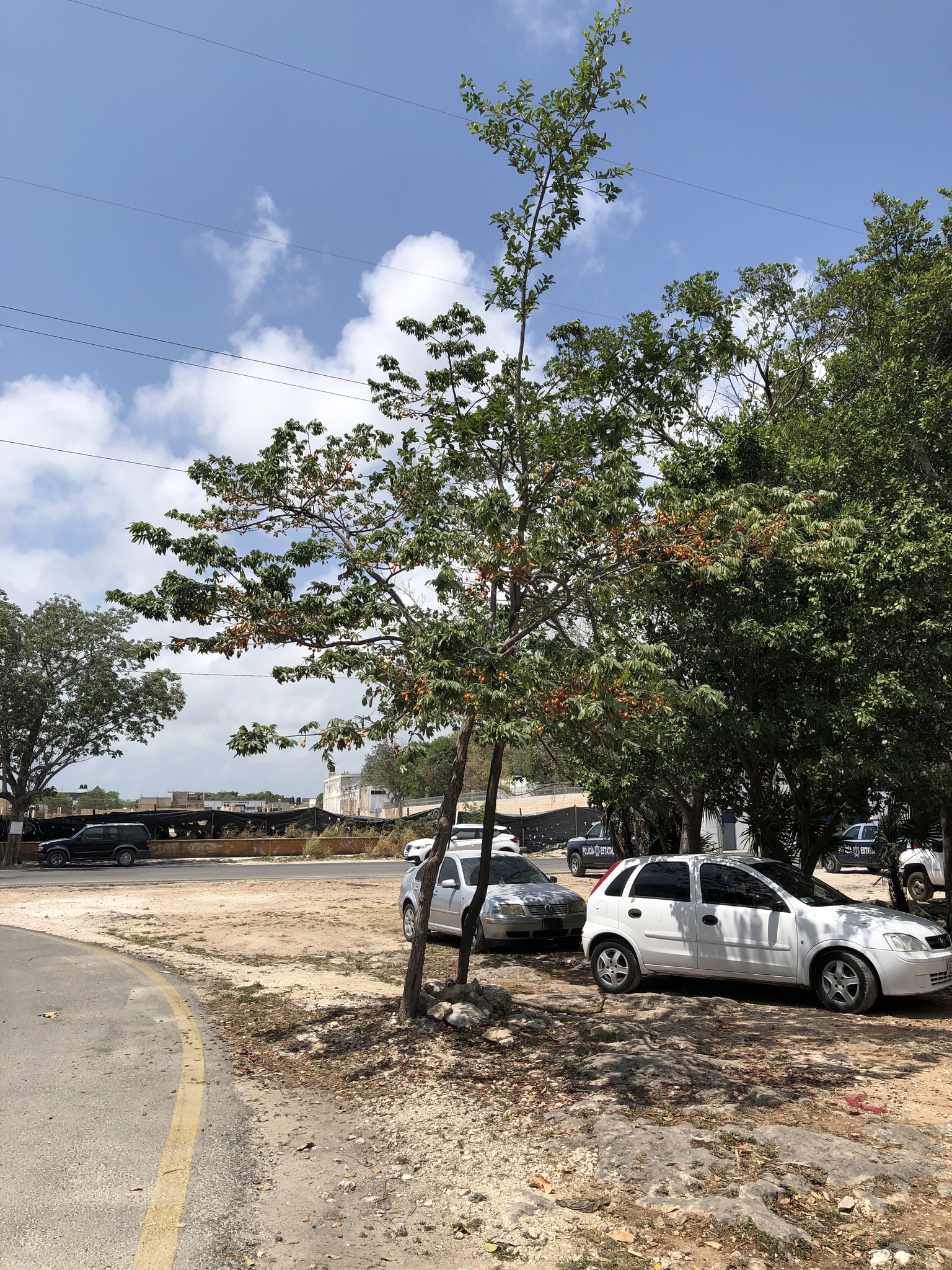 Swartzia cubensis (Britton & P.Wilson) Standl.