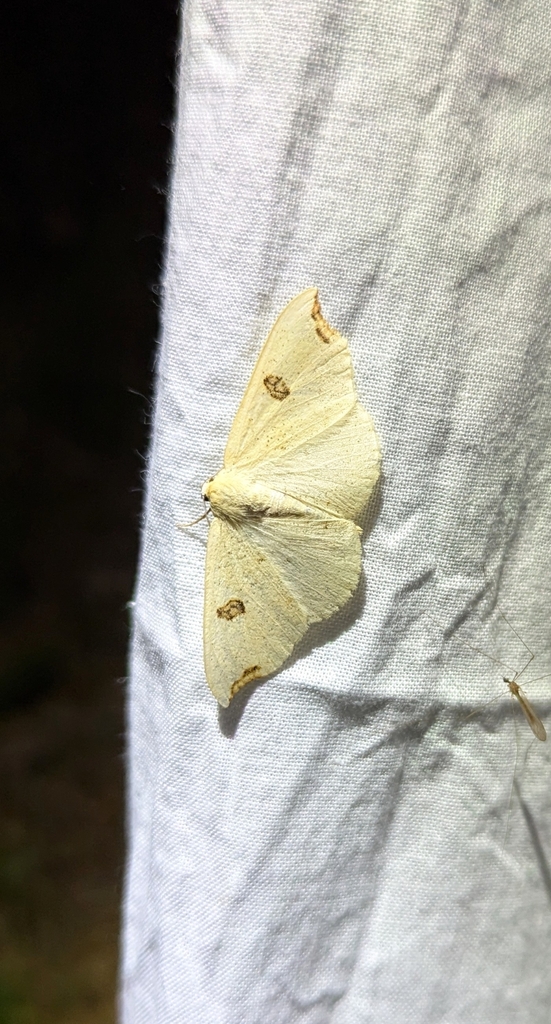 Butterflies and Moths from Sejong-si, South Korea on June 18, 2024 at ...
