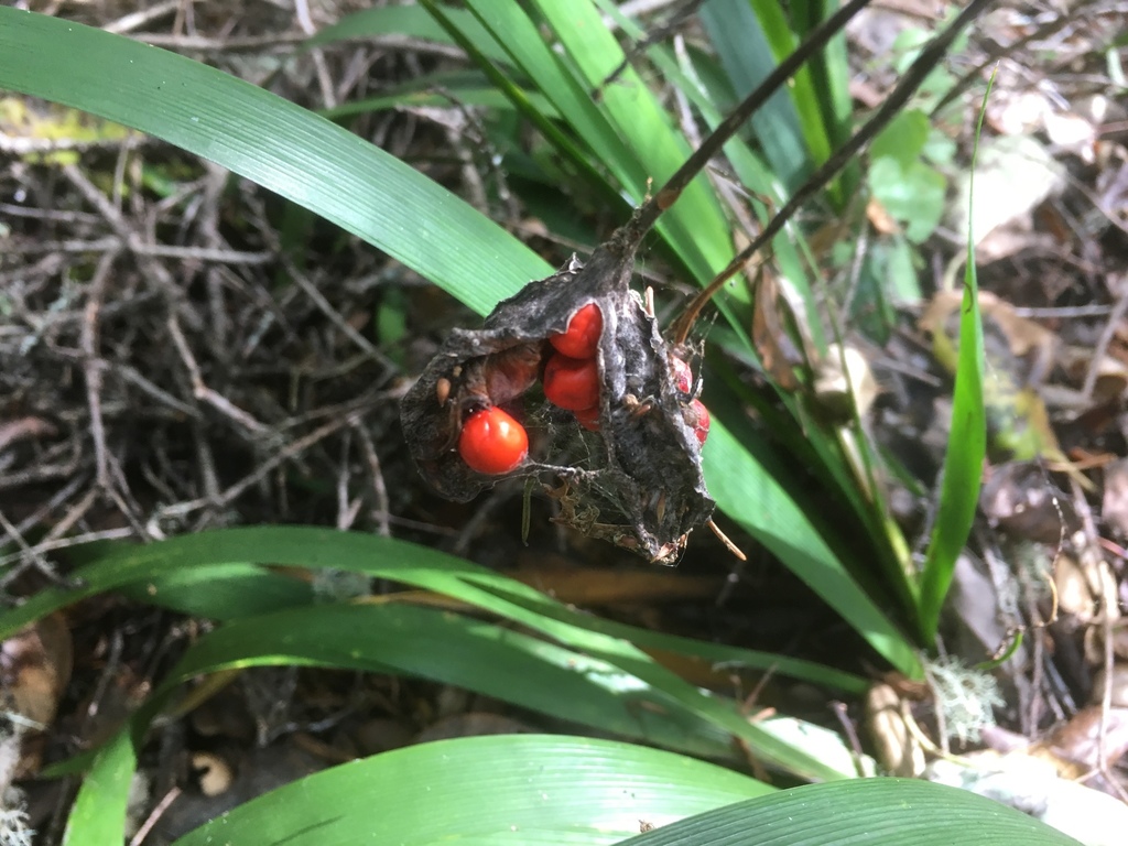 Stinking iris from 95448, Healdsburg, CA, US on May 22, 2019 at 03:27 ...