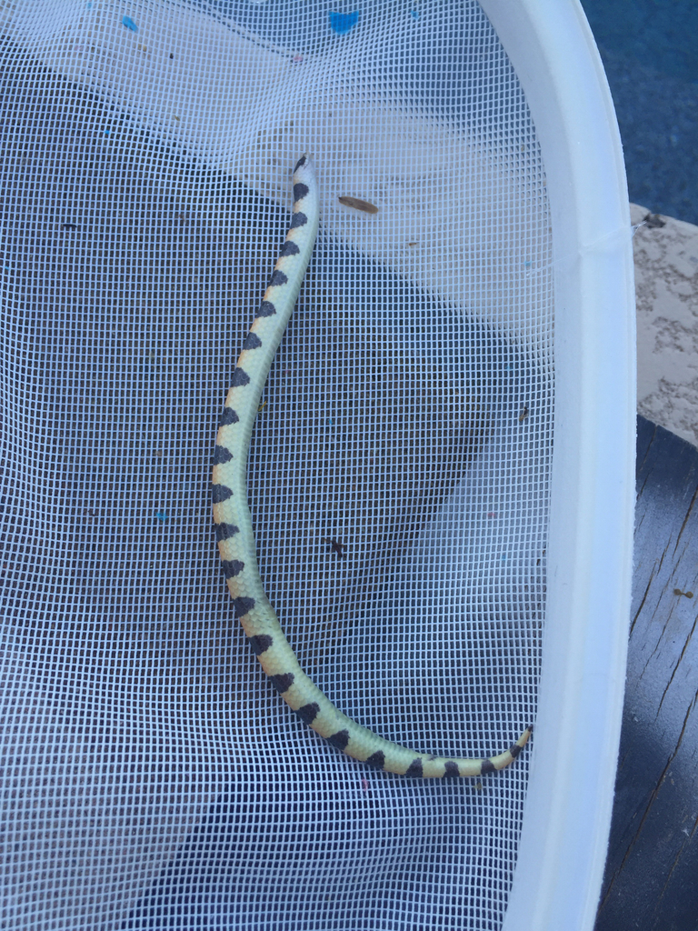 Banded Sand Snake in June 2016 by penstem · iNaturalist
