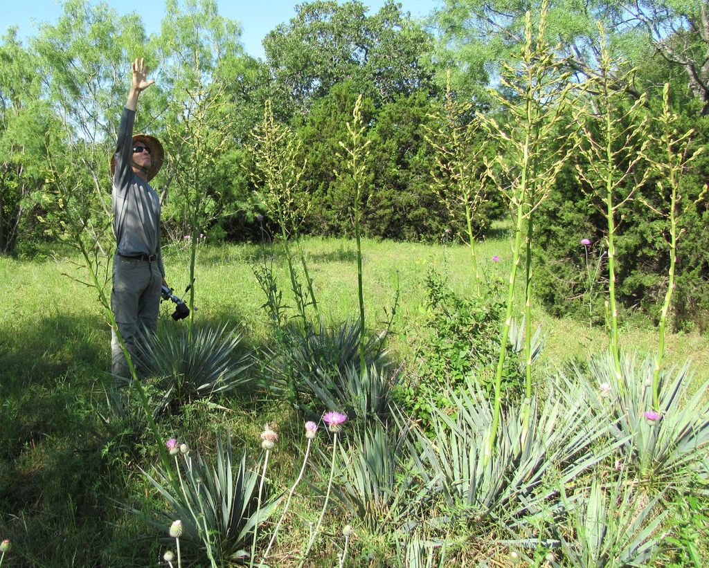 Glen Rose Yucca from Somervell County, TX, USA on May 16, 2019 at 09:59 ...