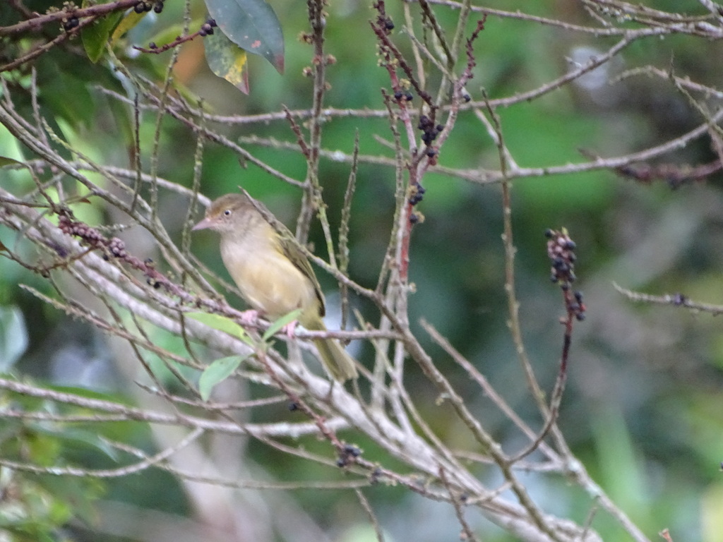 Scrub Greenlet from Anolaima, Cundinamarca, Colombia on June 18, 2024 ...