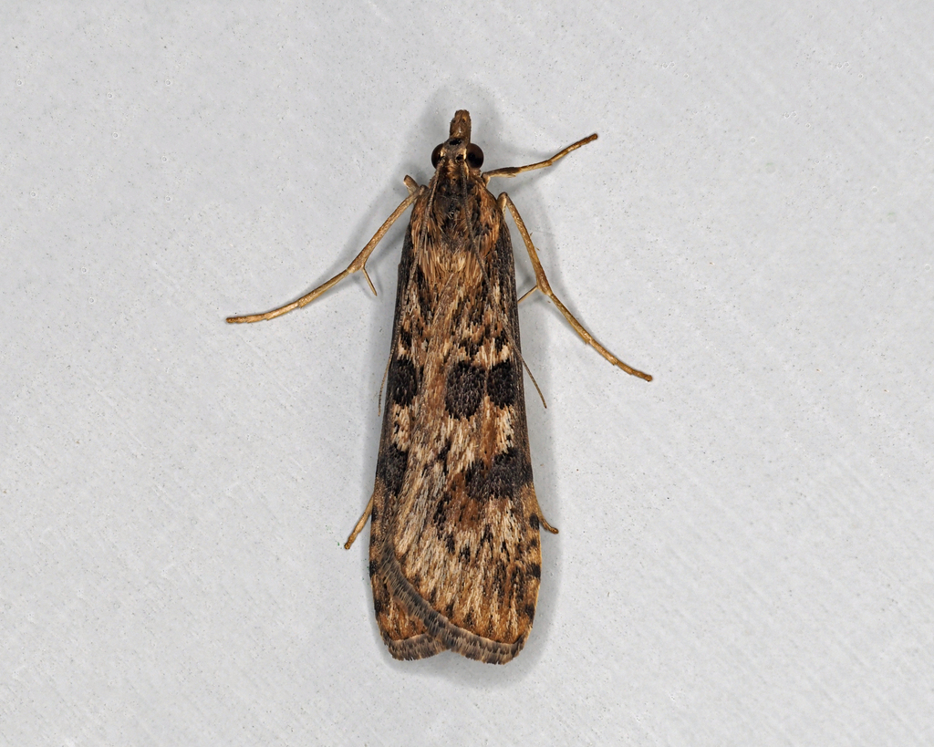 Lucerne Moth from Salem, NH 03079, USA on June 19, 2024 at 05:24 AM by ...