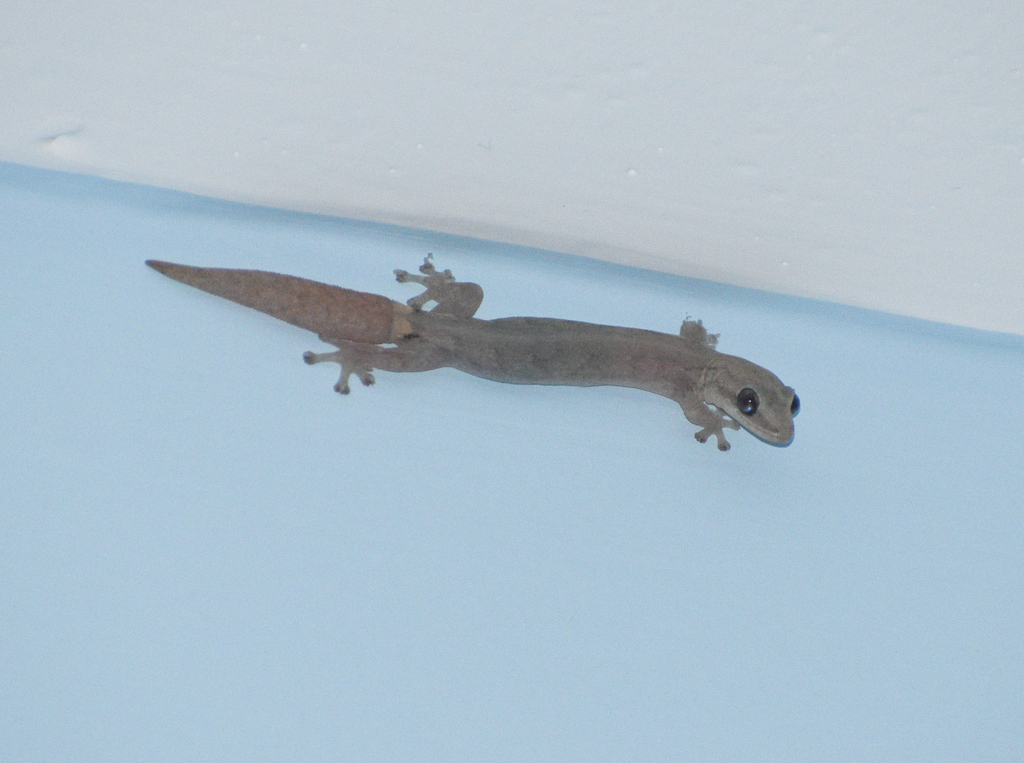 Southern Ghats slender gecko from Tamil Nadu, India on June 15, 2024 at ...