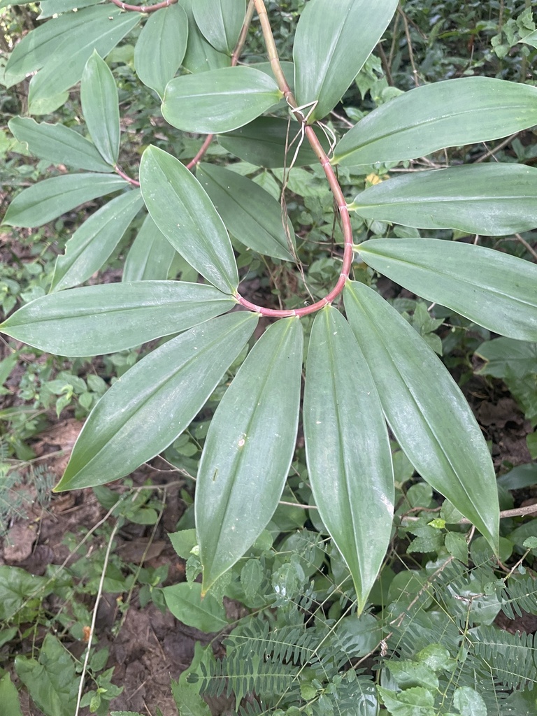 Crêpe ginger from Puerto Rico, San Juan, PR, US on June 19, 2024 at 09: ...