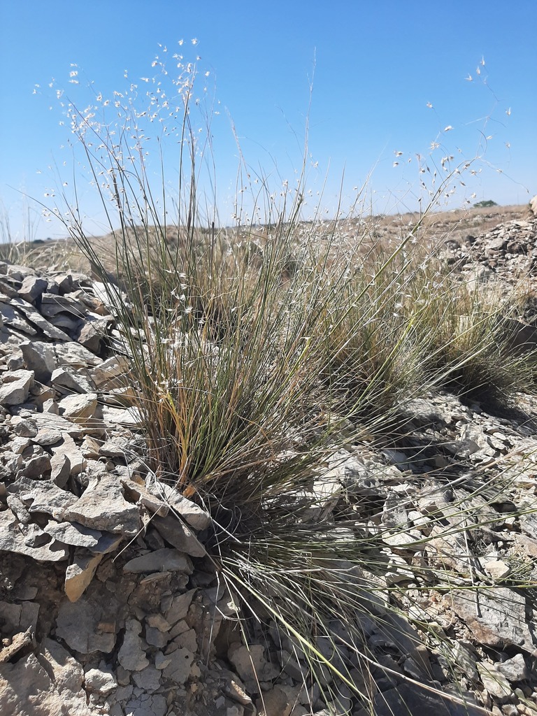 Sand Ricegrass from Otero County, CO, USA on June 6, 2024 at 03:41 PM ...