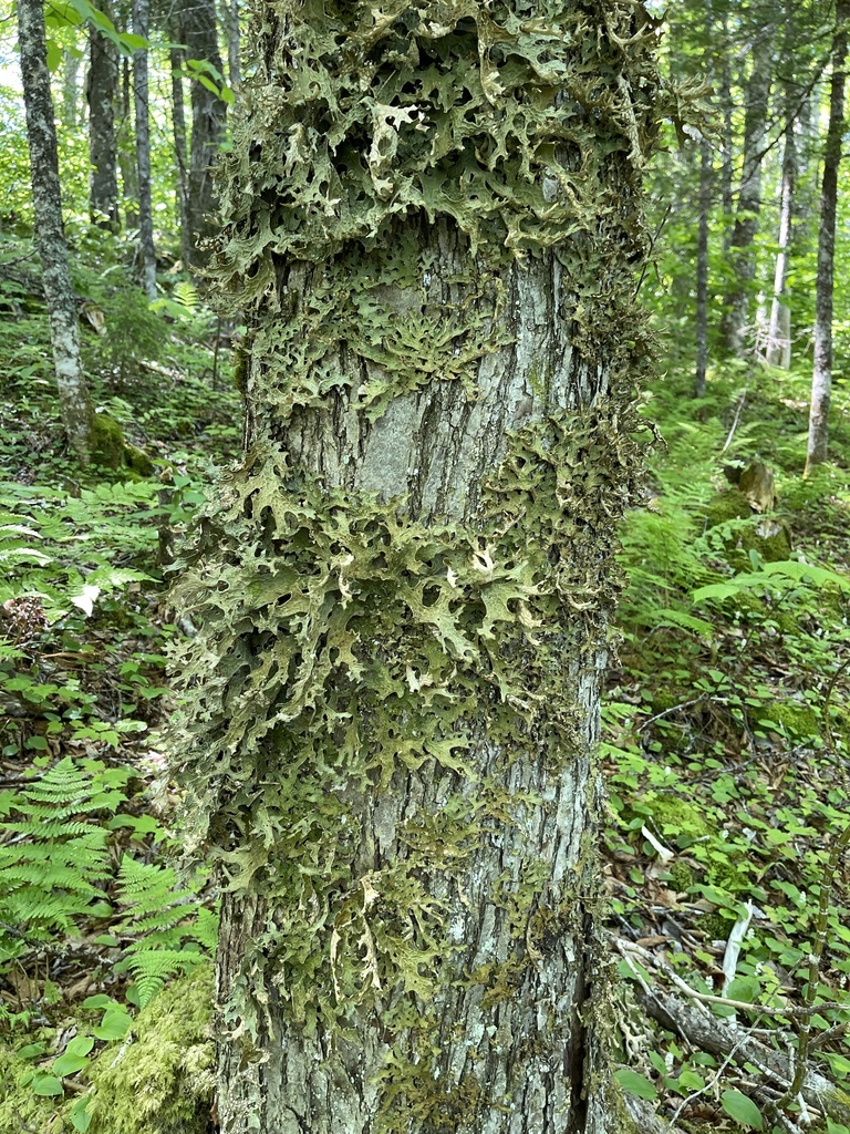 Tree Lungwort from Gillis Lake, NS, Canada on June 14, 2024 at 10:46 AM ...