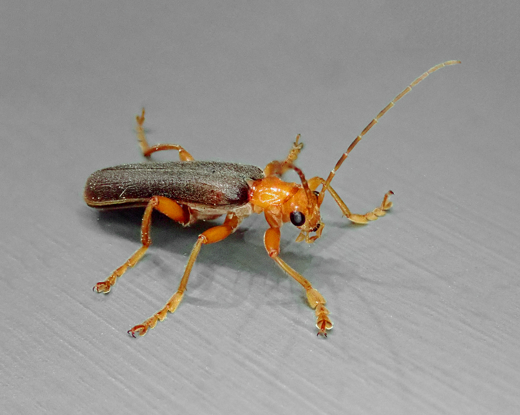 Rotund-collared Soldier Beetle from Salem, NH 03079, USA on June 19 ...