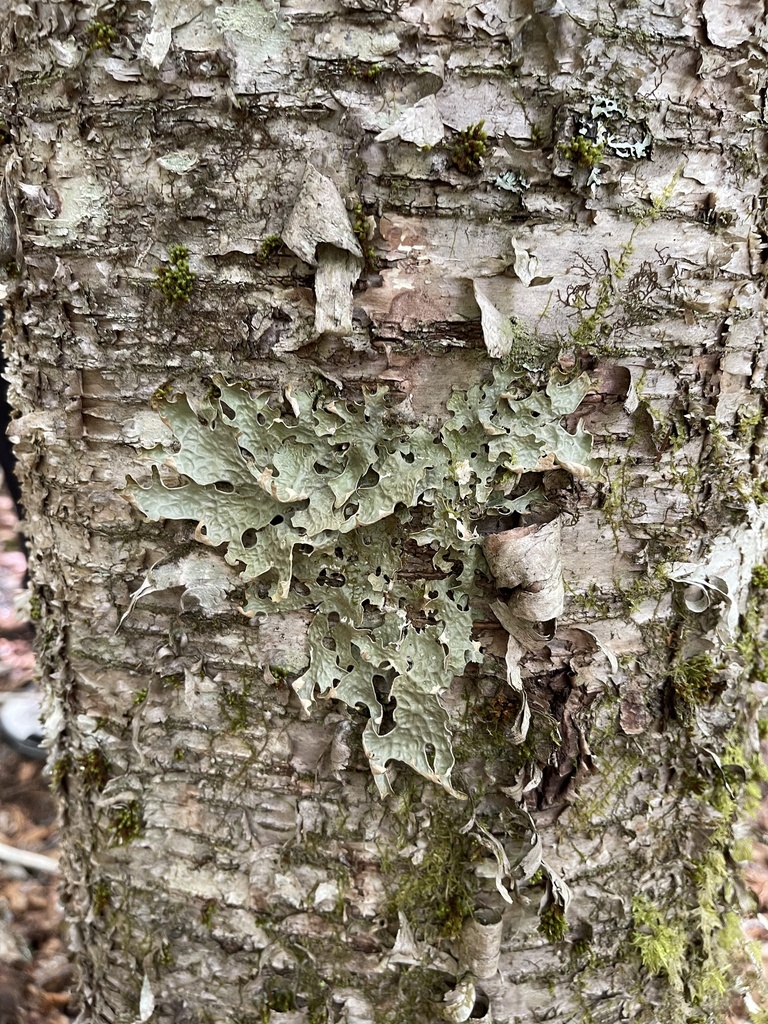 Tree Lungwort from Gillis Lake, NS, Canada on June 14, 2024 at 11:28 AM ...