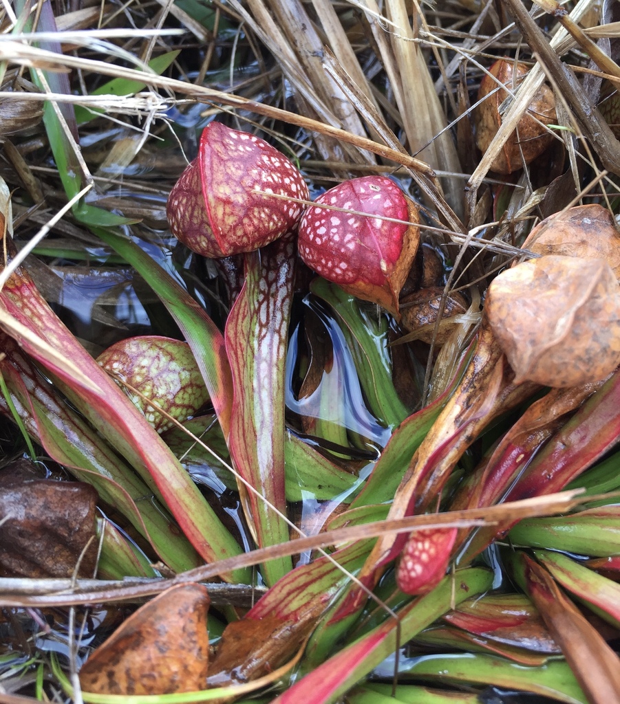 parrot pitcher plant (Sarracenia psittacina) - Botanical Realm