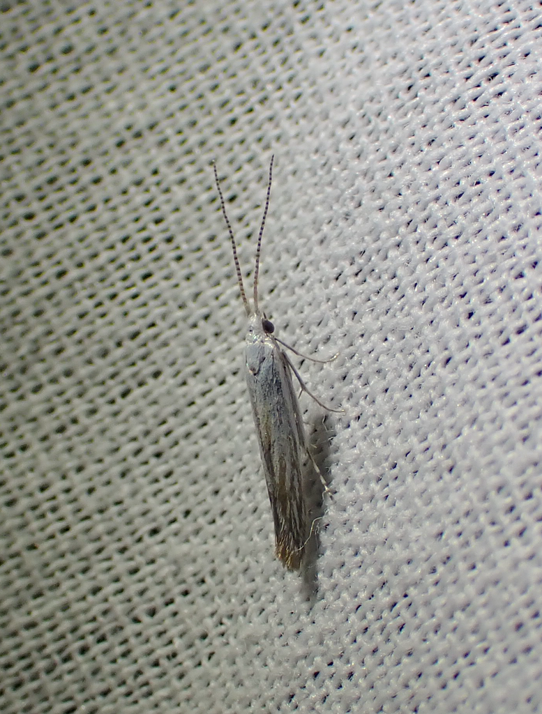 Dame's Rocket Moth from Yard in Killingworth, CT, USA on June 18, 2024 ...