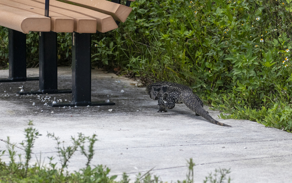 Argentine Black-and-white Tegu from Biscayne National Park, Homestead ...