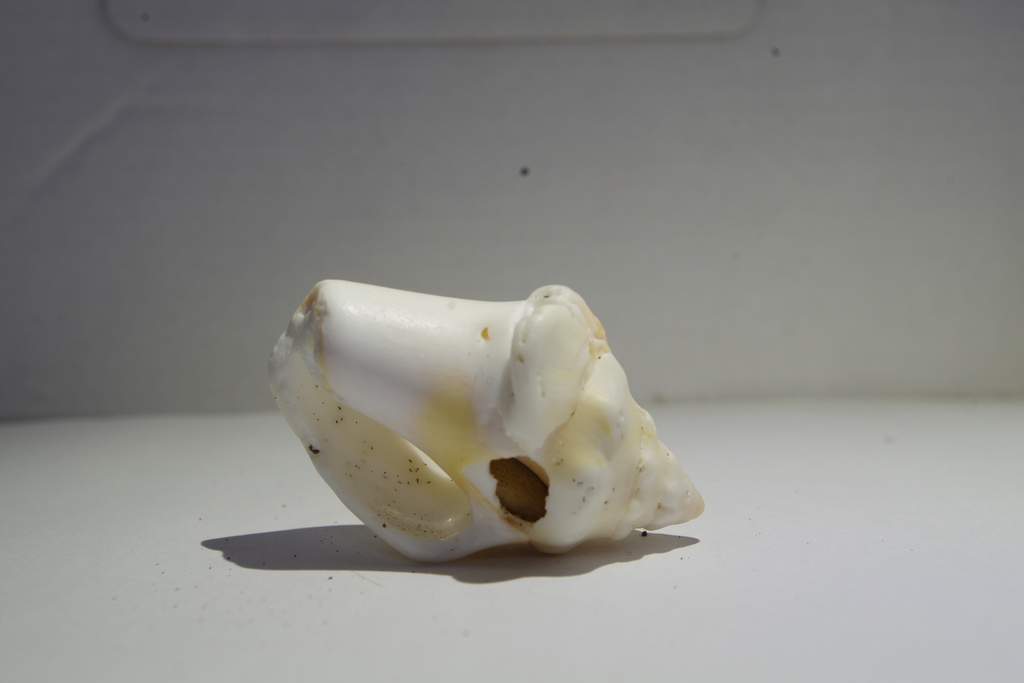 Eastern Pacific fighting conch from Manabí, Ecuador on August 9, 2018 ...