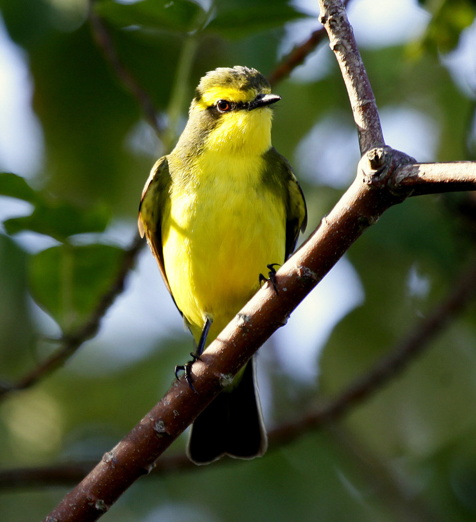 (Satrapa) - Avian Discovery