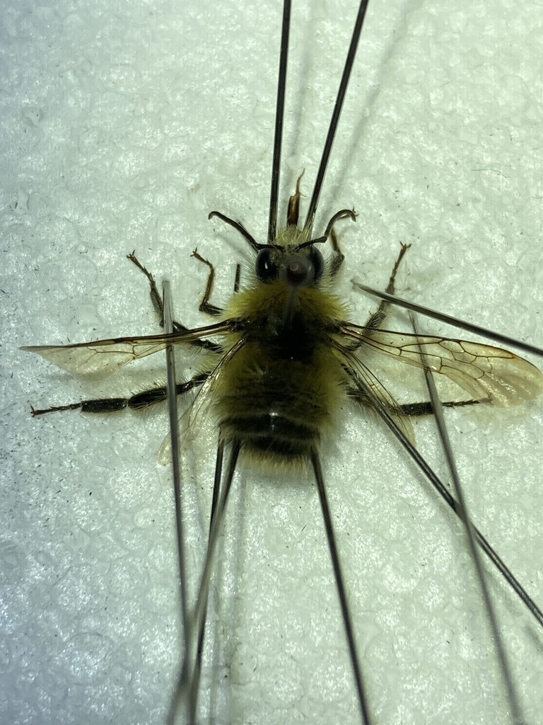 Sitka Bumble Bee from Van Duzen River, Carlotta, CA, US on June 18 ...
