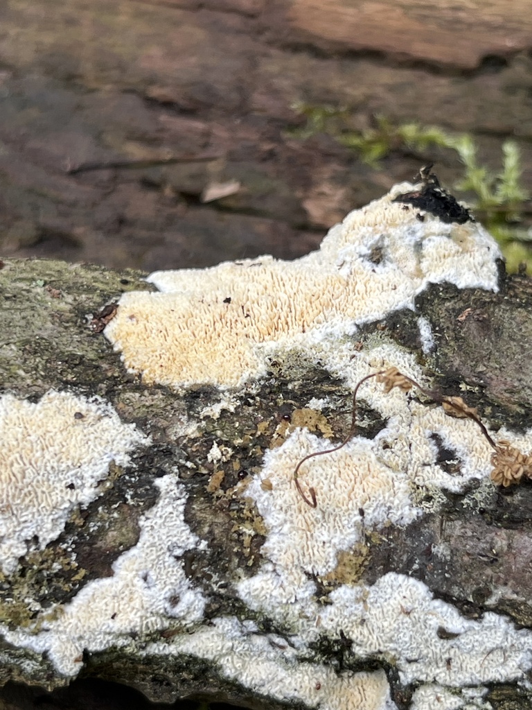 Xylodon raduloides from Berlin, DE-BE-BR, DE on June 19, 2024 at 12:15 ...