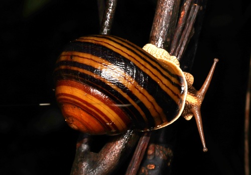 Subespecie Camaena hainanensis xanthoderma · iNaturalist Panamá