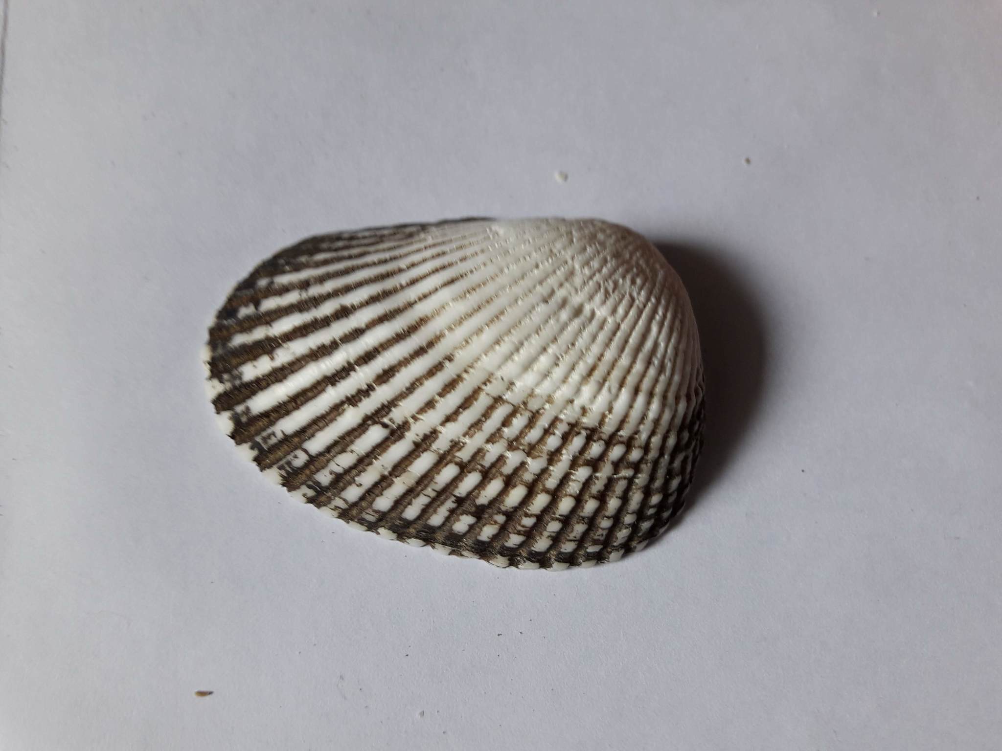 Anadara tuberculosa (G.B.Sowerby I, 1833)