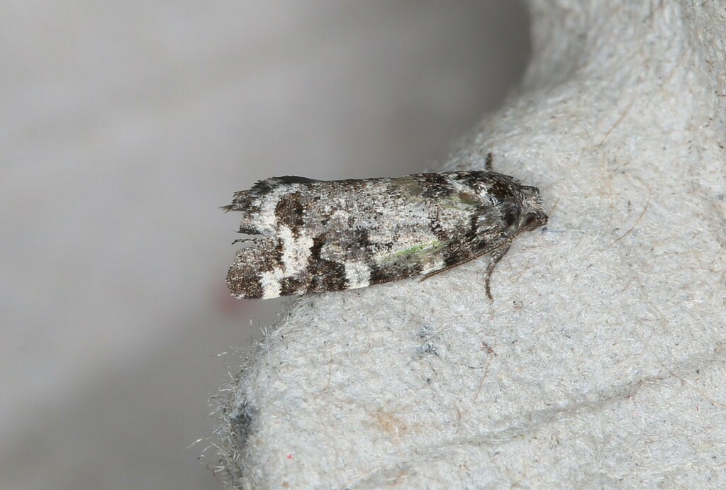 Spring Spruce Needle Moth from Mont-Joli, QC, Canada, 1101 rue Lussier ...