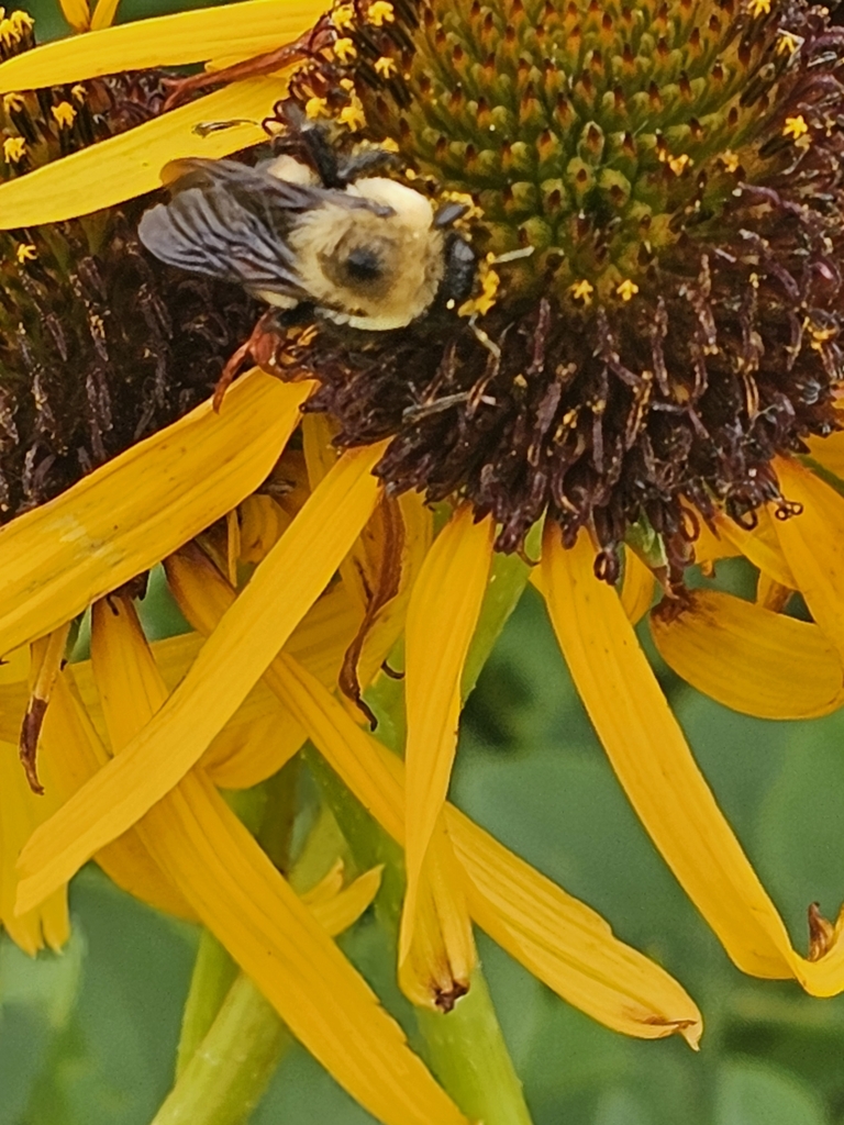 Brown-belted Bumble Bee from Elkhorn, NE, USA on June 19, 2024 at 09:32 ...