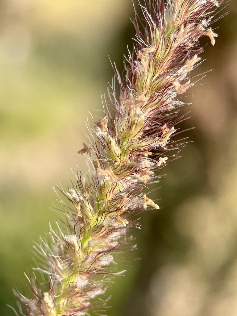 buffelgrass (Plants of Central Queensland) · iNaturalist