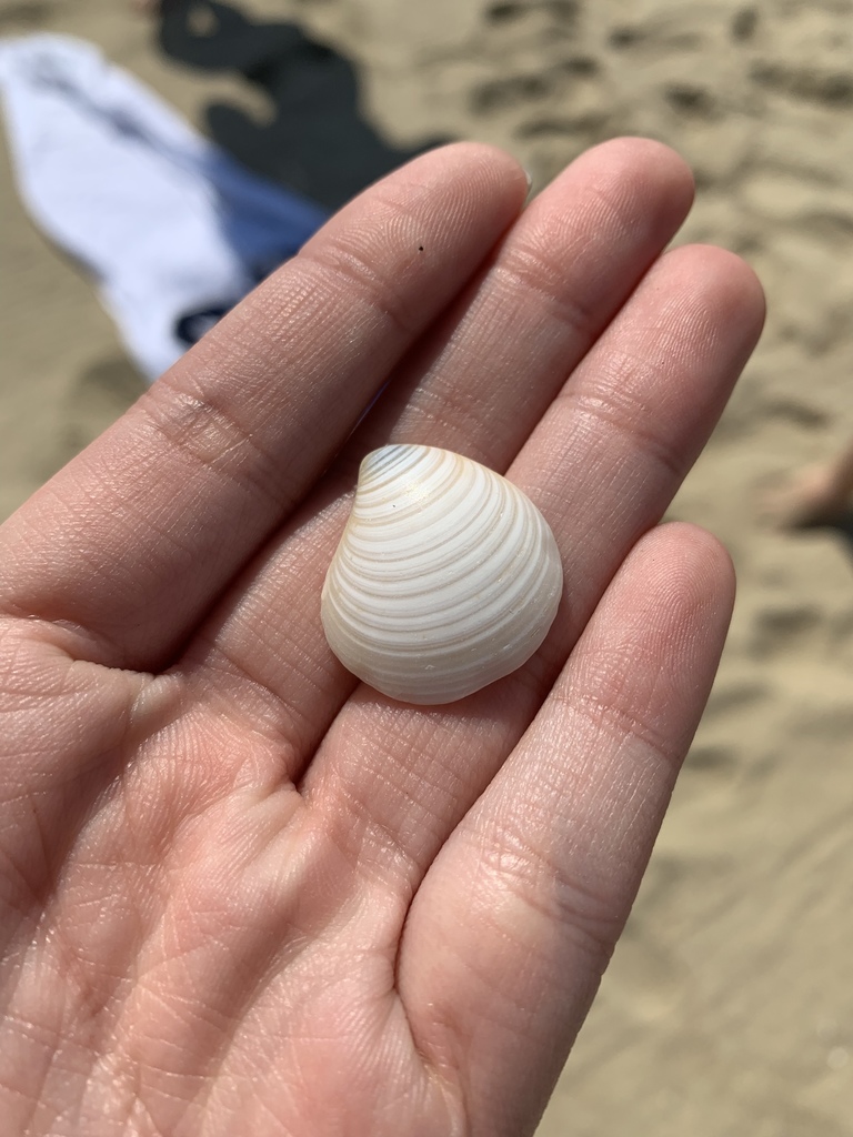 Chestnut Clam from 1107–1199 Ocean Ave, Belmar, NJ, US on May 20, 2019 ...