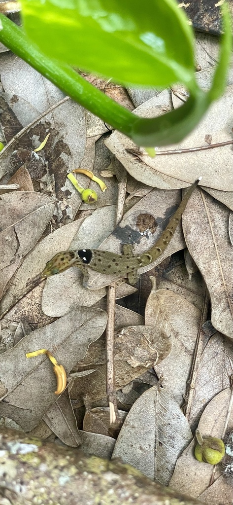 Big-scaled least gecko from Puerto Rico, San Juan, PR, US on June 19 ...